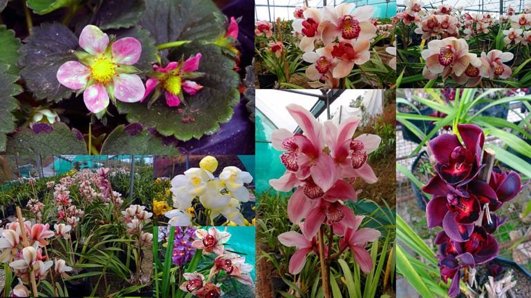 Mungpoo (মংপু)